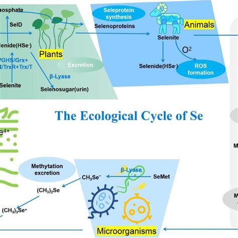 The Ecological Cycle Of Selenium Se Is Absorbed Directly By Plants Download Scientific Diagram