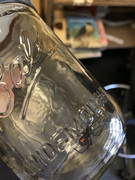 What Is This Bug That Was Burrowing Into My Skin Southwest Usa R