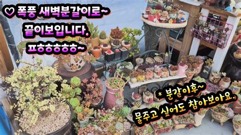 마커스 물이 많이 들어왔어요♥️ 분갈이육이들하루하루 잘~자리잡고 예쁨 뽐내보렴~옥상하우스 옥상 옥상다육키우기