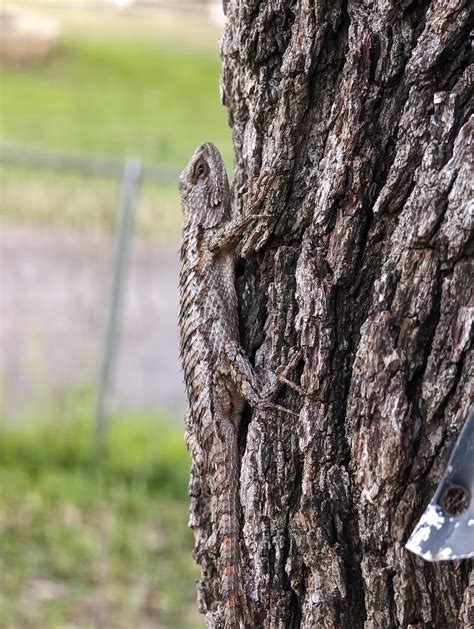 Texas Spiny Lizard Halp R Wildliferescue