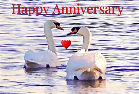 Video Download Kissing Swans Happy Anniversary Video Digital Card Etsy
