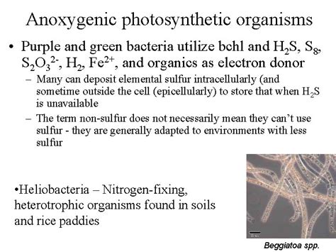 Photosynthetic Organisms Anoxygenic Photosynthesis Green And Purple Sulfur
