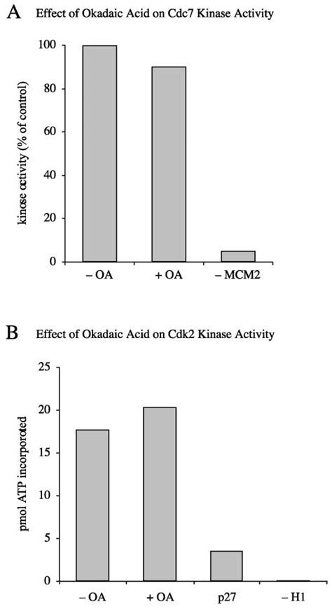 Pp2a Does Not Affect Cdc7 Or Cdk2 Kinase Activity A Cdc7 Was
