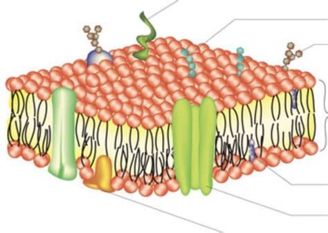 A And P Cell Membrane Diagram Quizlet