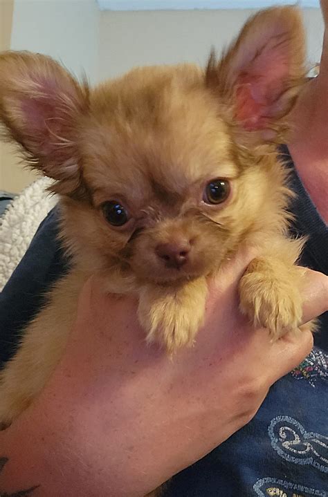 And Then There Was 1 This Precious La Cala Chihuahua Facebook