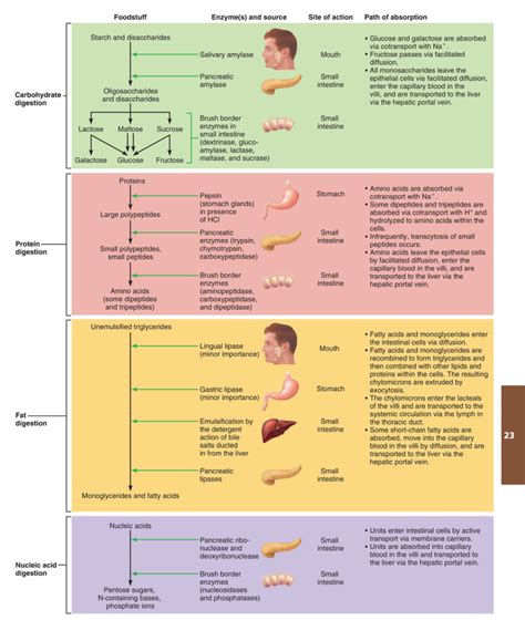 Digestive Processes And Nutrient Absorption Flowchart Matching Game Flashcards Quizlet