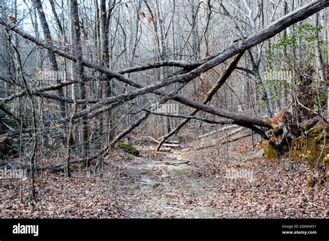 Knocked Over Trees Blocking A Path In Fall Stock Photo Alamy