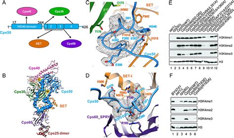 Structure And Conformational Dynamics Of A Compass Histone H3k4