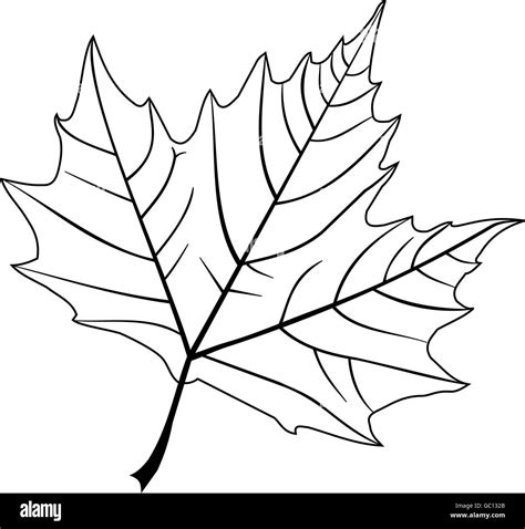 Sycamoreplatanus Acerifolia Vector Isolated Sycamore Leaf Stock