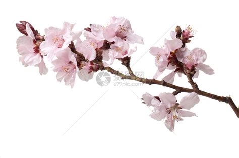 白色背景前的樱花枝高清图片下载 正版图片502973581 摄图网