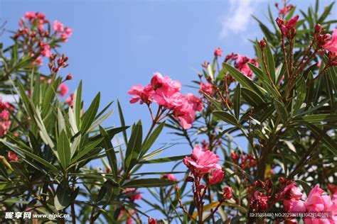 夹竹桃 摄影图 花草 生物世界 摄影图库 昵图网