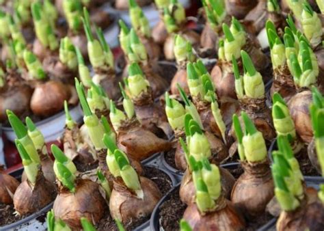 Bulbs Types Characteristics Examples