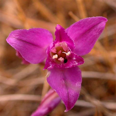 Allium Acuminatum Burke Herbarium Image Collection