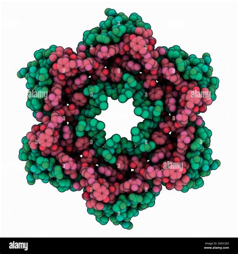 Chymotrypsin Inhibitor 2 Fragments Molecule Computer Model Showing The Hexameric Structure Of