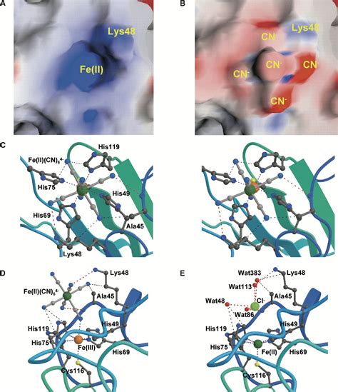 Structure Of Superoxide Reductase Bound To Ferrocyanide And Active Site