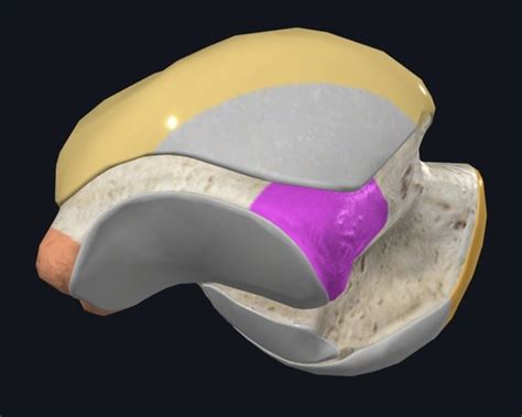 Talus Landmarks Right Flashcards Quizlet