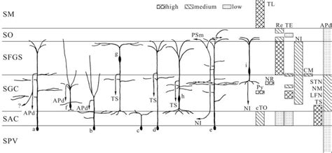 Periventricular Efferent Neurons Labeled By Injections Into The Area Download Scientific