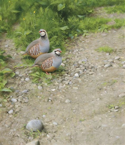 Rodger Mcphail Red Legged Partridges Rountree Tryon