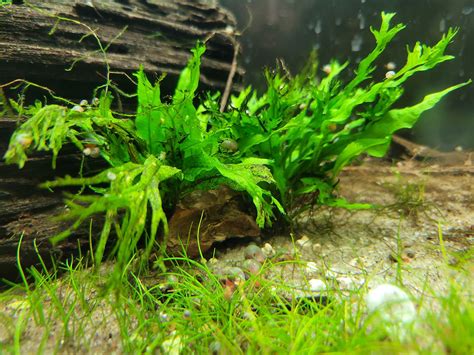 Java Fern Windelov Bob Moss Shop