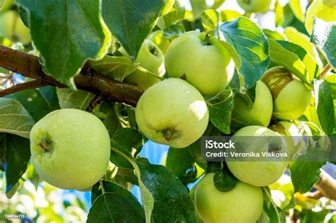 사과 나무 가지에 비 후 물 방울녹색 사과의 풍부한 수확 사과 나무 가지에 녹색 사과가 익습니다 자연 유기농 식품 및 원예의 개념 0명에 대한 스톡 사진 및 기타 이미지