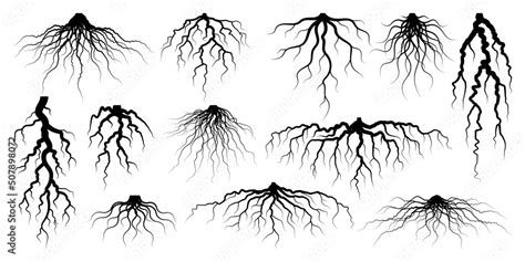 Various Realistic Tree Or Shrub Roots Parts Of Plant Root System With Tree Stump Dendrology