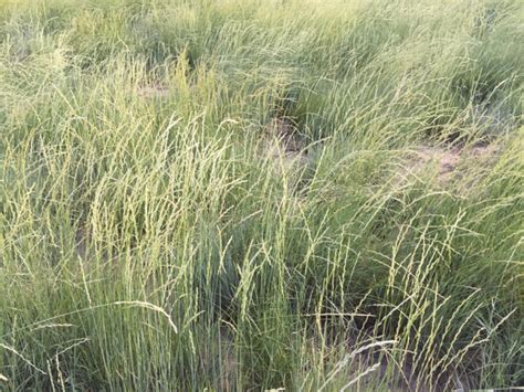 Thickspike Wheatgrass Elymus Lanceolatus Great Basin Seeds