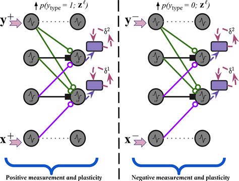 Contrastive Signaldependent Plasticity Self Supervised Learning In
