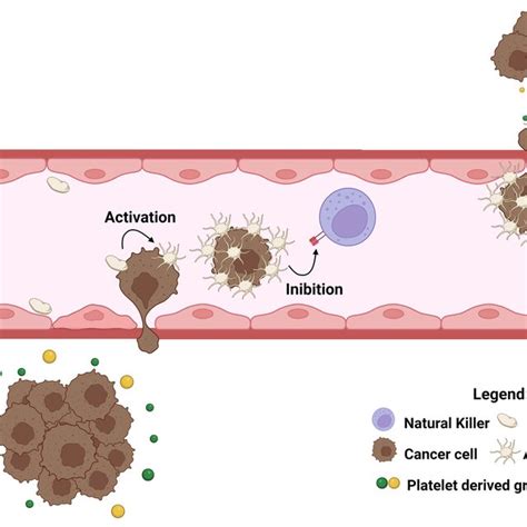 Platelet Role In Healthy Brain Function And Association With Download Scientific Diagram