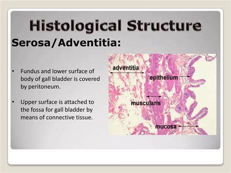 Histology Of Gall Bladder Pptx Biological Sciences Science