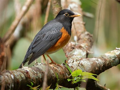 Black Thrush Bird Varied Thrush Dressed In Holiday Orange Backyard