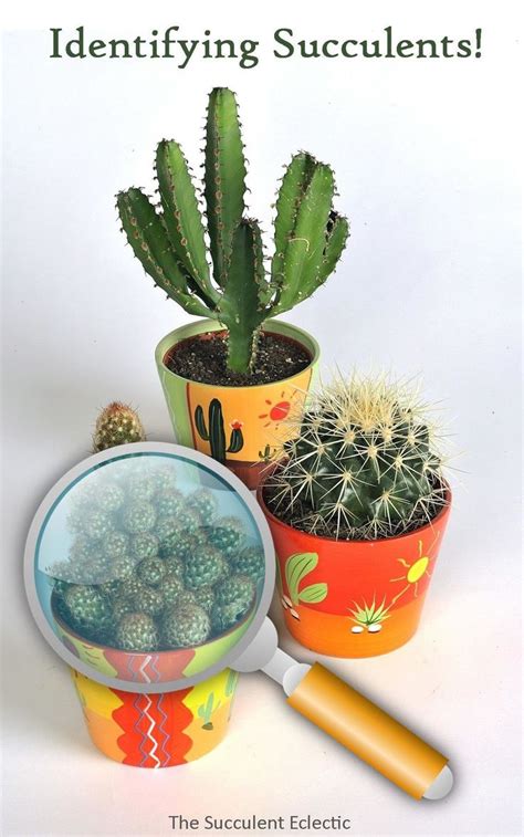 Succulent Identification Chart
