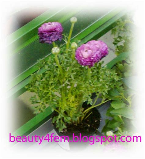Лютики-цветочки. Уход в квартире за цветком ранункулюс Ranunculus ...