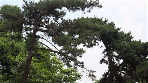 Green Flowers And Trees Landscape Pine Tree Powerpoint Background For Free Download Slidesdocs