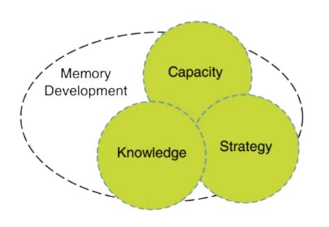 Research Cognitive And Brain Development Lab