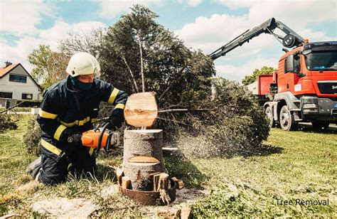 Removal Positive Signs Your Tree Needs Care In Maryland