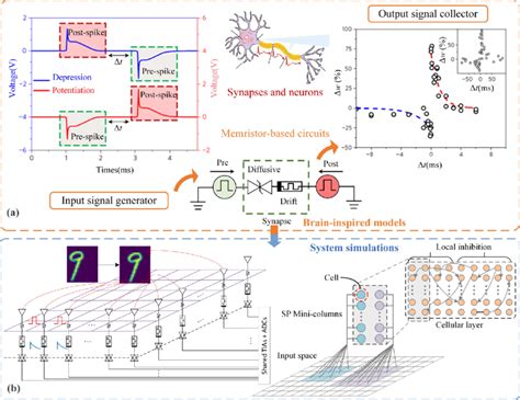 Examples Of Emulations Of Biological Synapses And Neurons In Memristor
