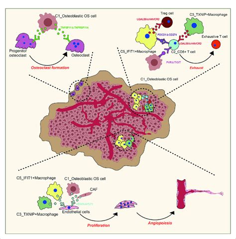 Predicted Regulatory Network Centered On Os Download Scientific Diagram