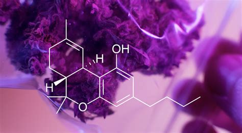 Confusion Between ‘thc And ‘thca Explained New Loophole Exposed