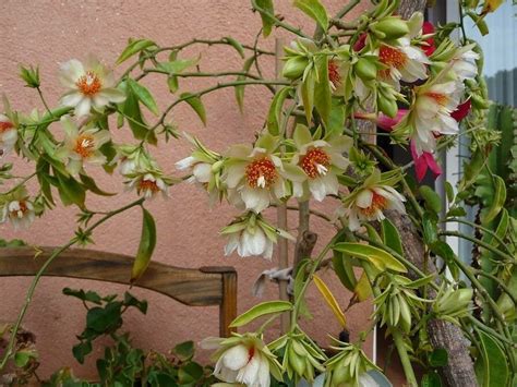 How To Grow Pereskia Aculeata Earthone