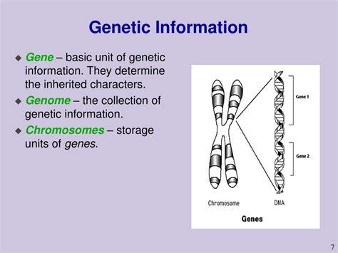 Ppt Computational Genetics Lecture 1 Powerpoint Presentation Free