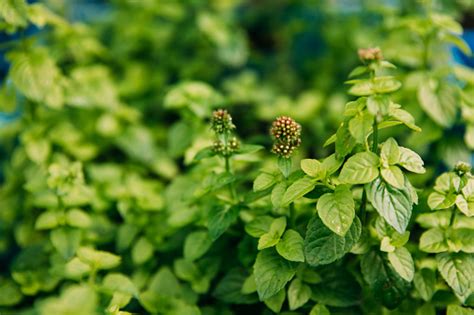 녹색 로즈마리의 잎입니다 향기로운 다년생 허브에 버그 린입니다 신선한 잎 또는 말린 민트의 요리 소스 건강한 생활방식에 대한