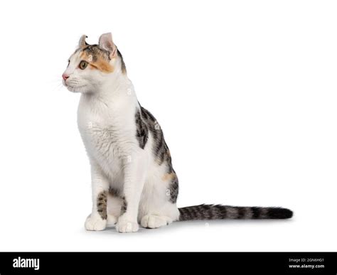 Tail Turned Up Cut Out Stock Images And Pictures Alamy