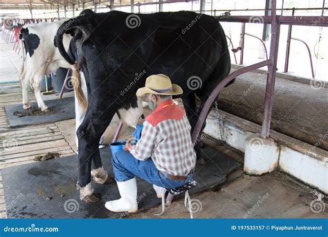 Milking Cows By Hand