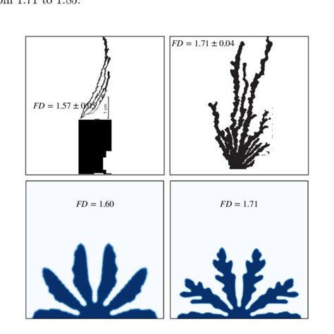 Comparison Of Needle Like Dendritic Morphologies And Simulated Patterns Download Scientific
