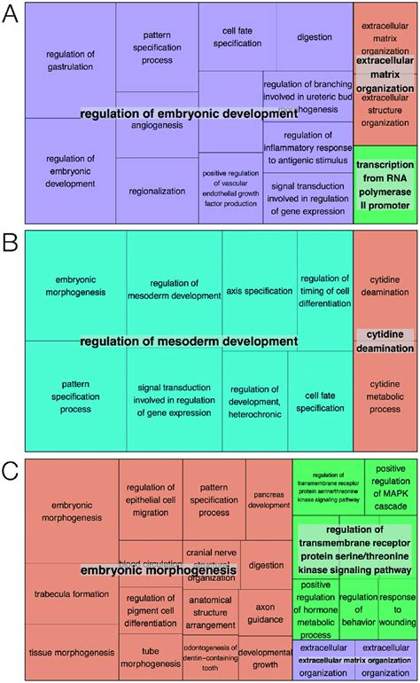 treemap visualization of significantly enriched biological processes
