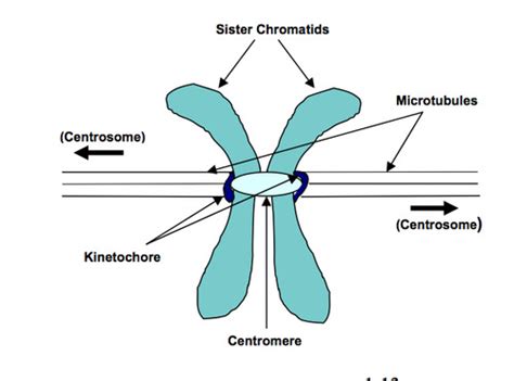 Chromosome Biology Mitosis And Meiosis Flashcards Quizlet