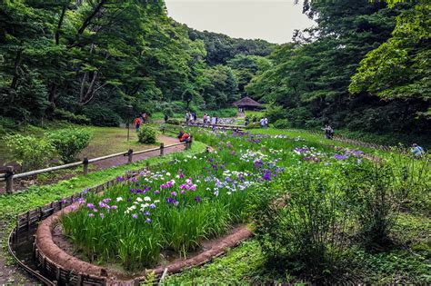 Meiji Jingu Garden Fasci Garden