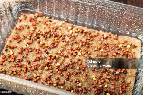 발아를 위해 준비된 마이크로그린 젖은 린넨 매트에 파종 용기에 씨앗 씨앗에 대한 스톡 사진 및 기타 이미지 씨앗 0명 Diy Istock