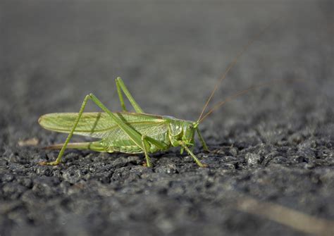 Grasshopper Insect Ground Free Photo On Pixabay