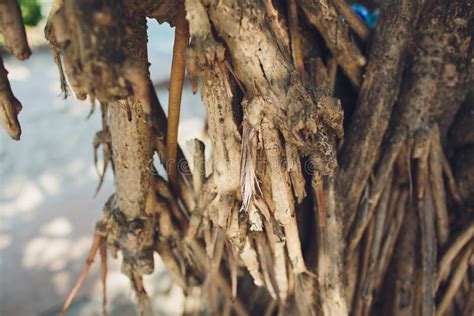 Coconut Or Palm Tree Root At Beautiful Beach Stock Photo Image Of Cloud Exotic